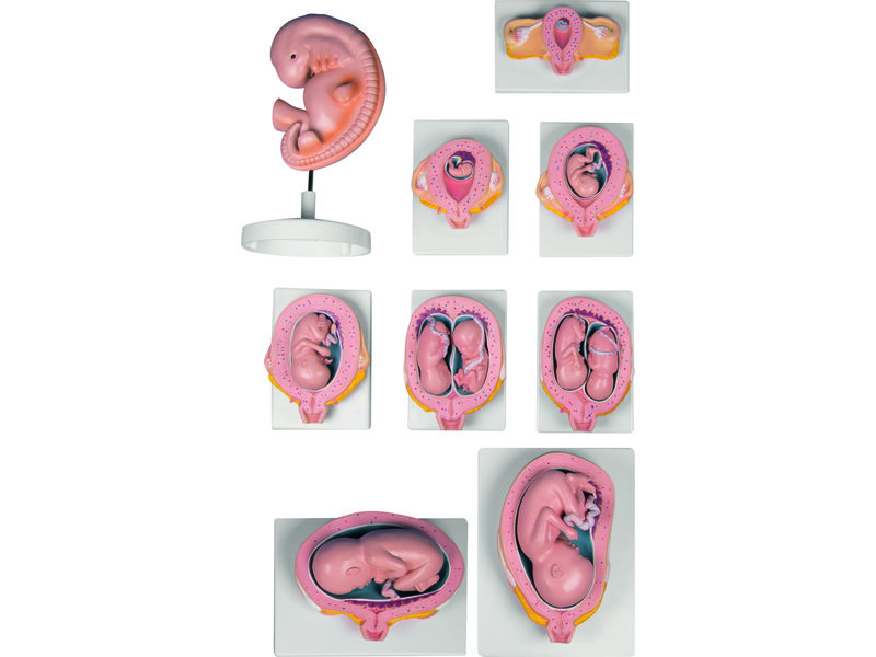 Pregnancy Set 9 Models | Laerdal Medical
